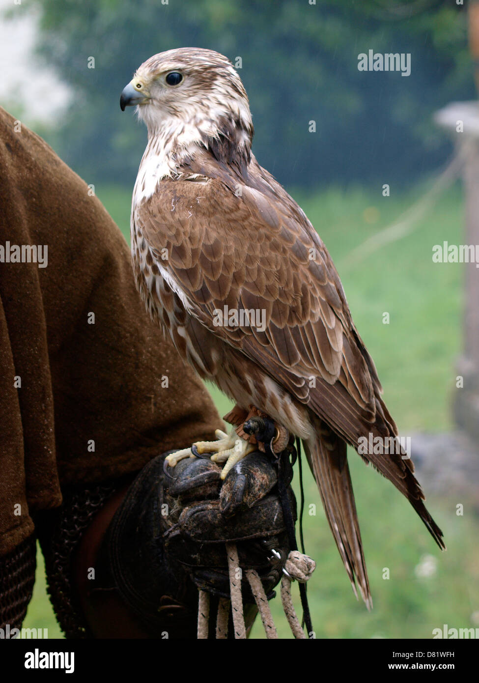 Juvenile Peregrine Falcon, UK Stock Photo - Alamy