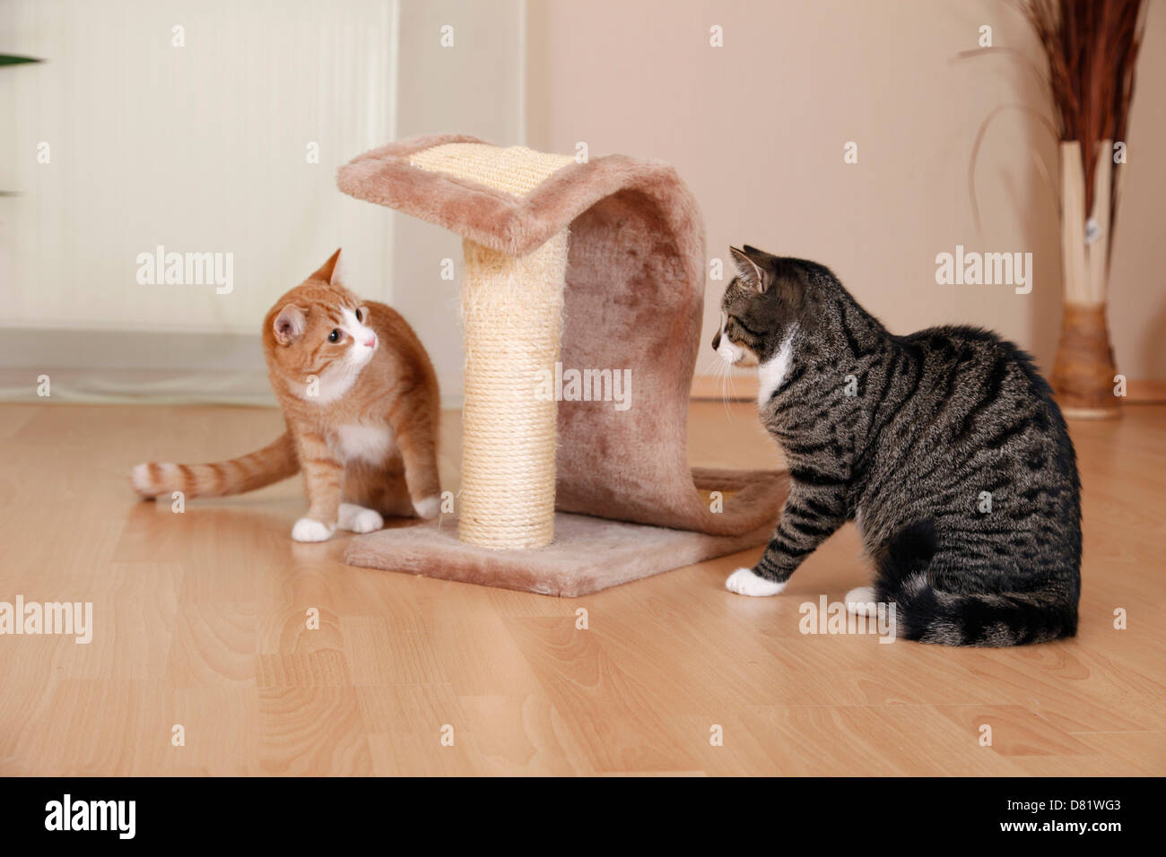 The tomcats hi-res stock photography and images - Alamy