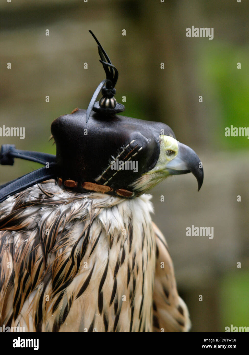 Falconry Hood, UK 2013 Stock Photo - Alamy