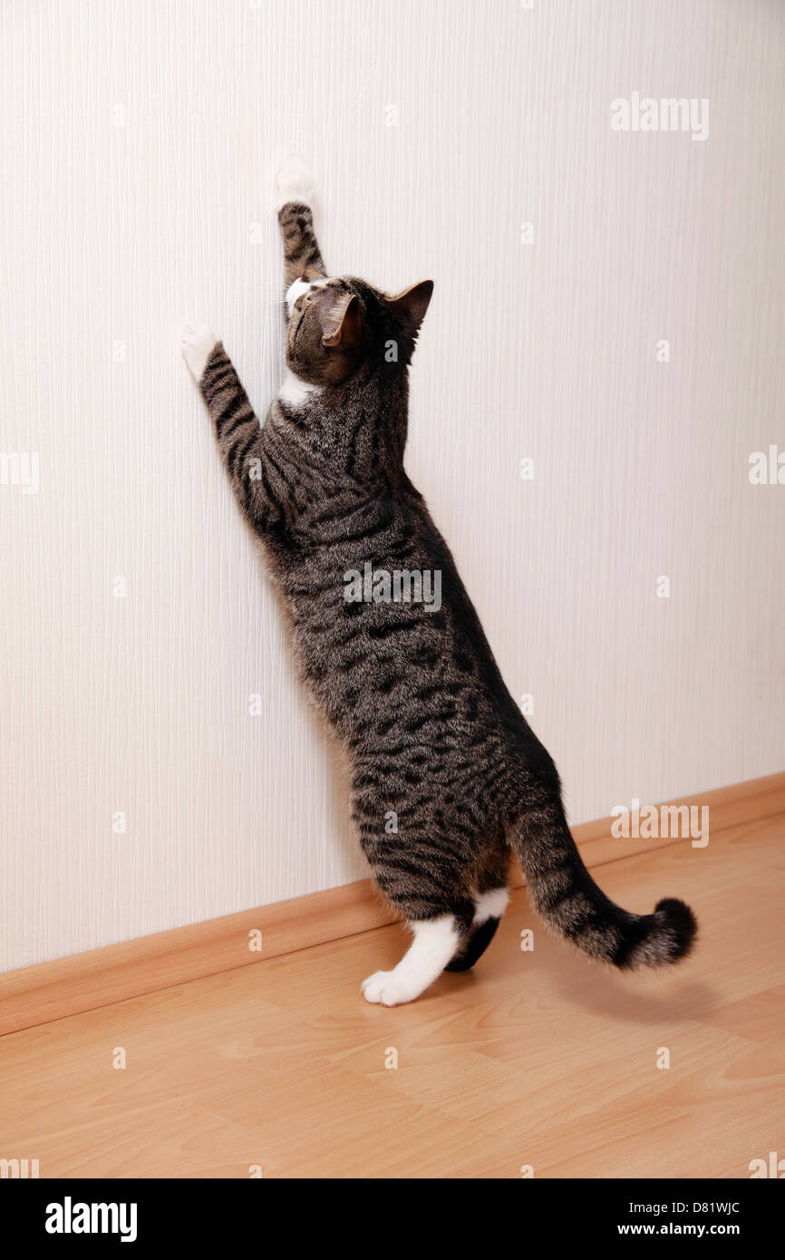 Sharpen cats claws hi-res stock photography and images - Alamy