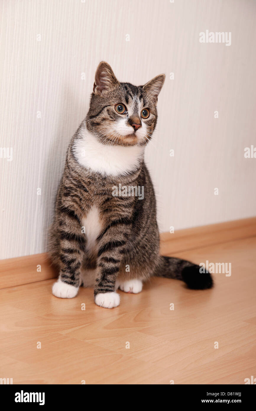 sitting domestic cat Stock Photo - Alamy
