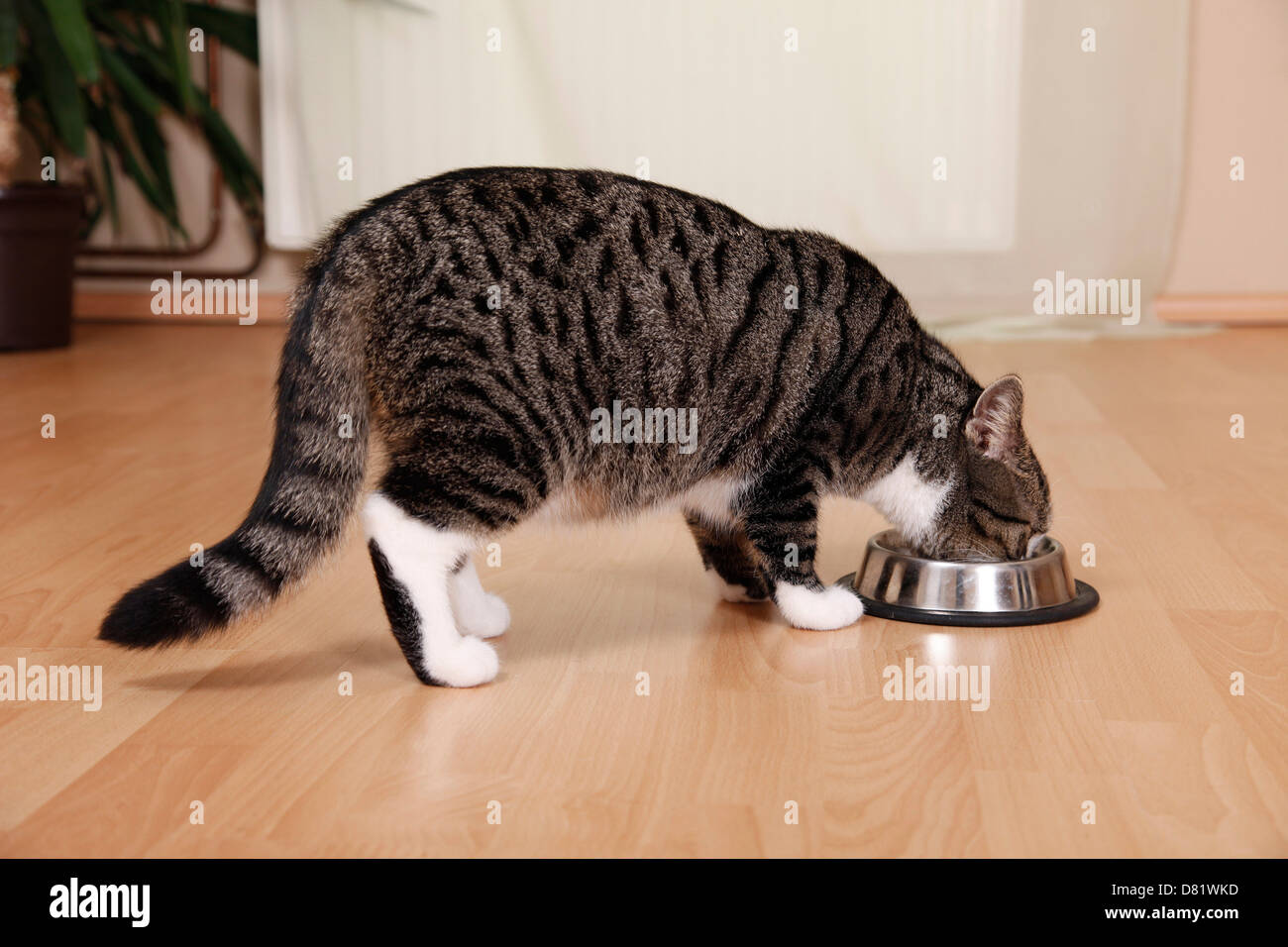 eating domestic cat Stock Photo - Alamy