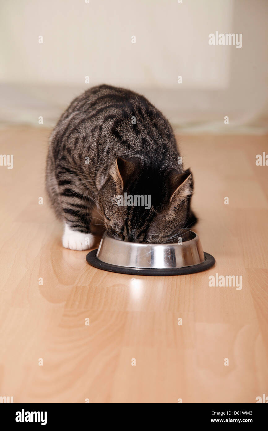 eating domestic cat Stock Photo - Alamy