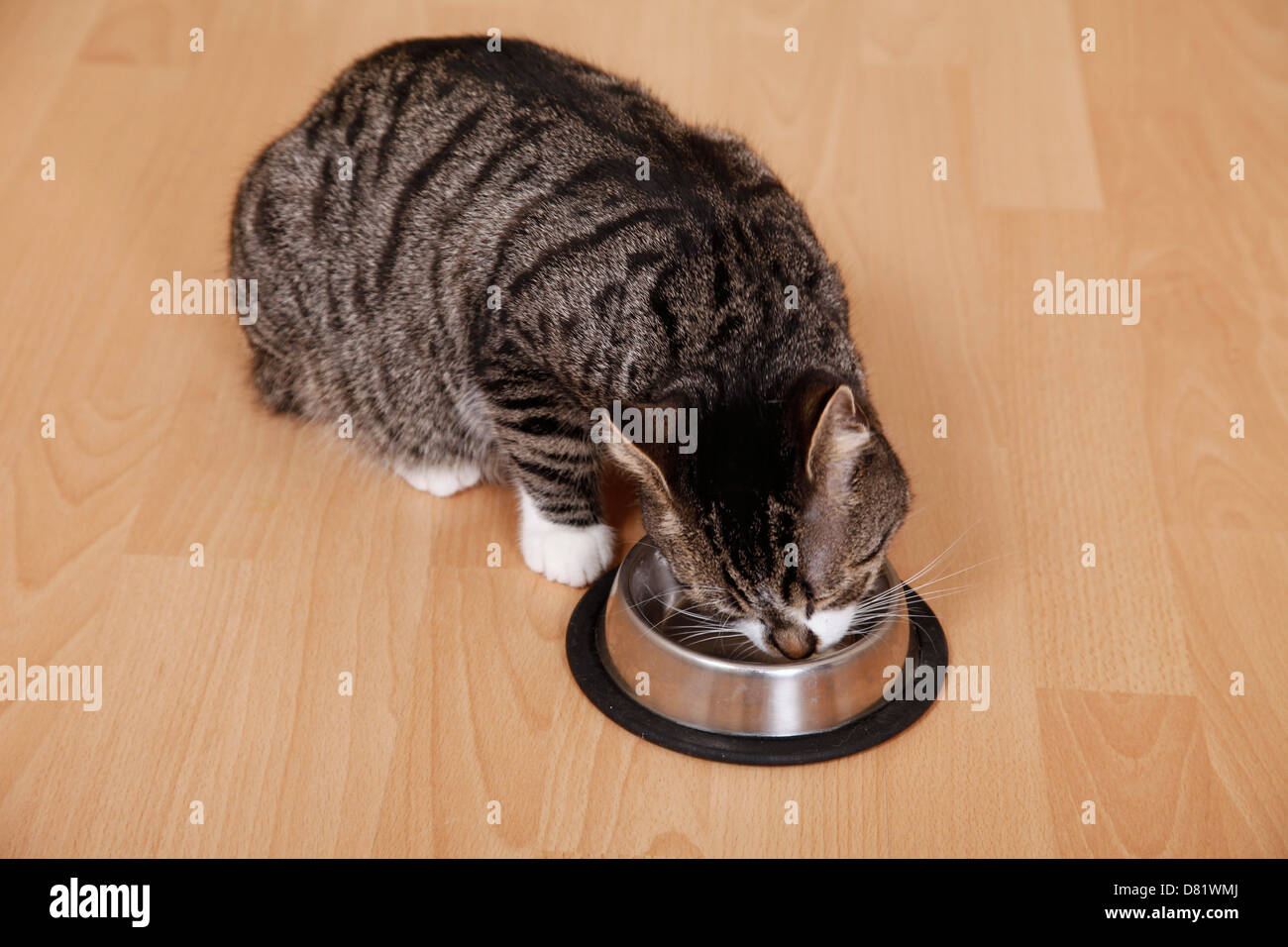 eating domestic cat Stock Photo - Alamy