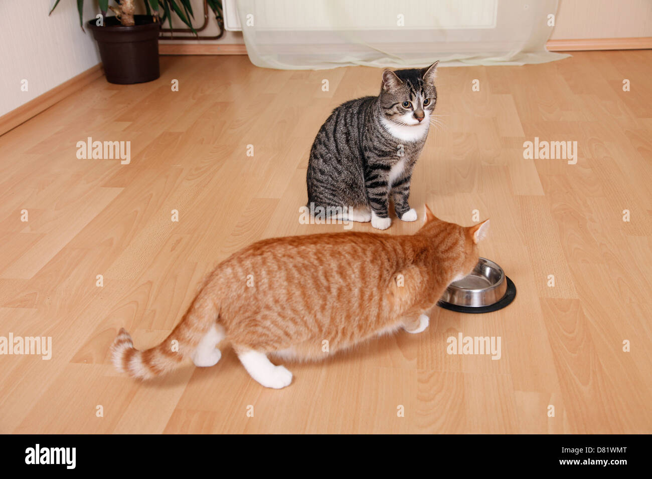 The tomcats hi-res stock photography and images - Alamy