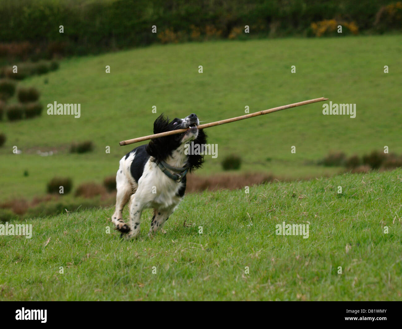 Dog with big stick hi-res stock photography and images - Alamy