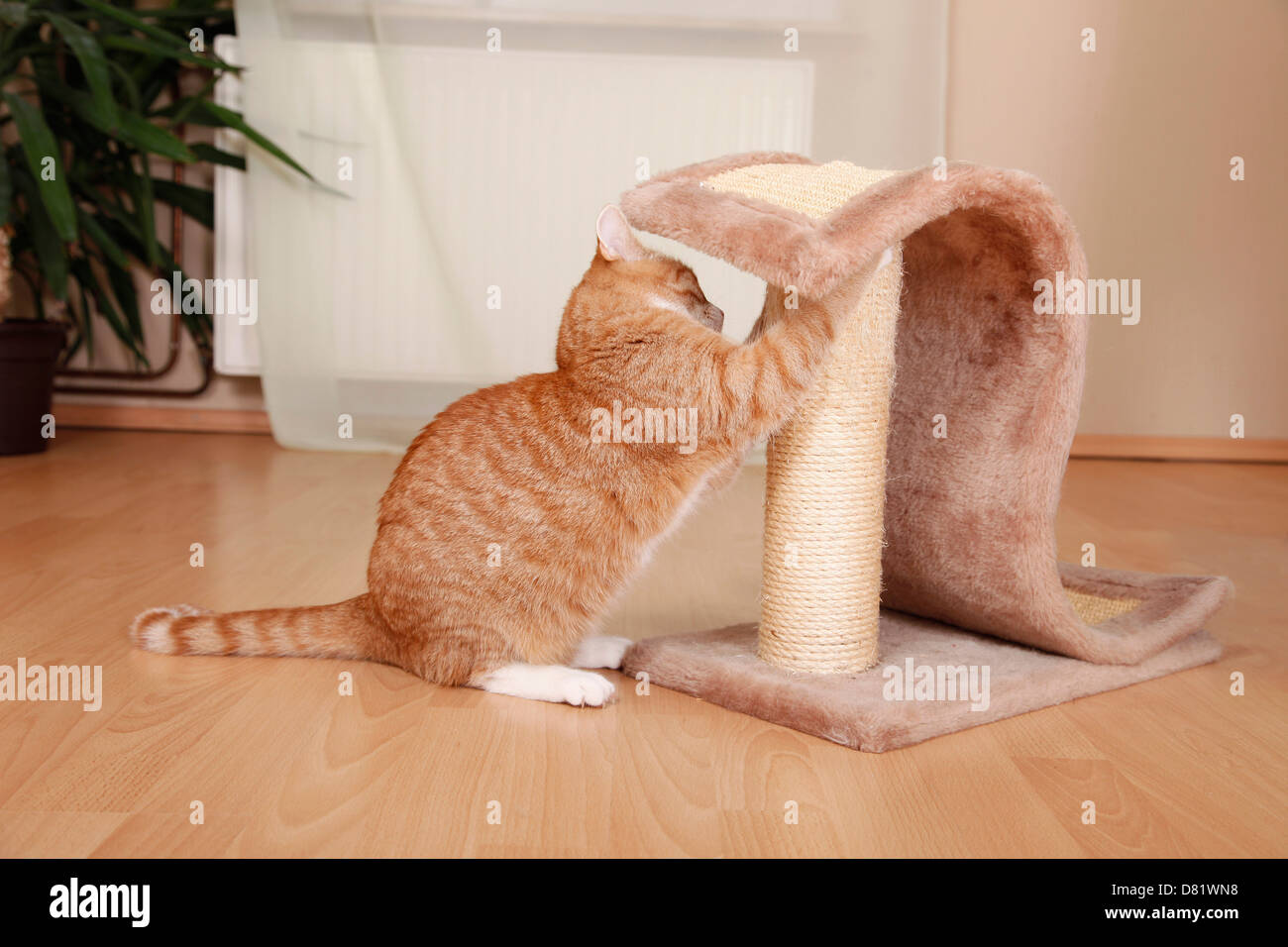domestic cat is sharping talons Stock Photo - Alamy