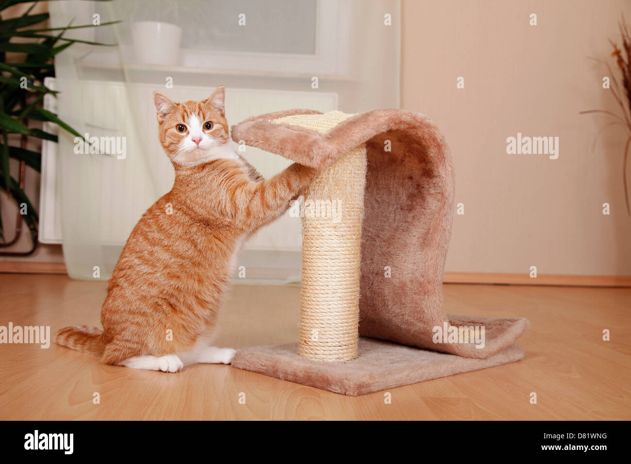 domestic cat is sharping talons Stock Photo - Alamy
