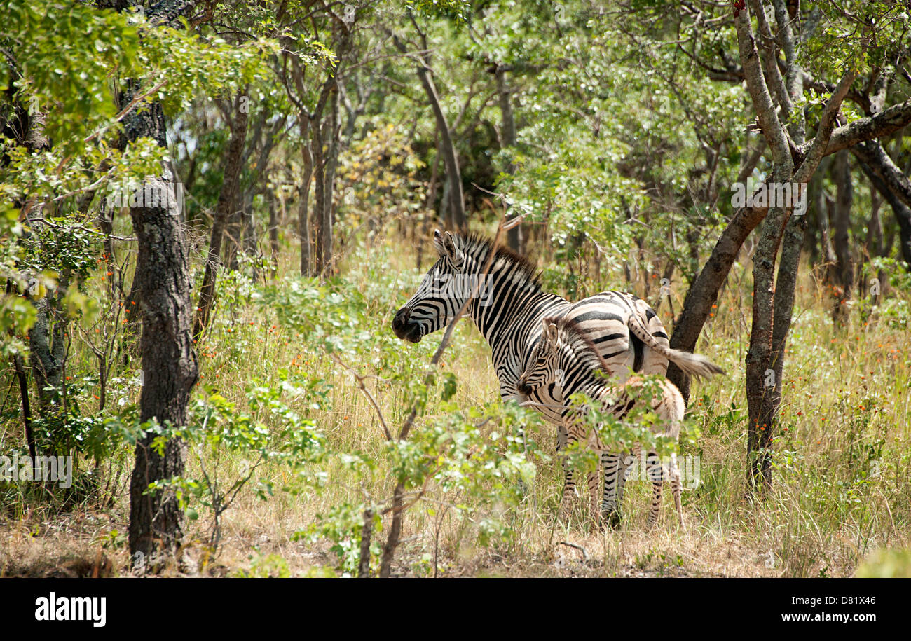 Mother and baby zebras in the bush at Antelope Park, Zimbabwe Stock ...