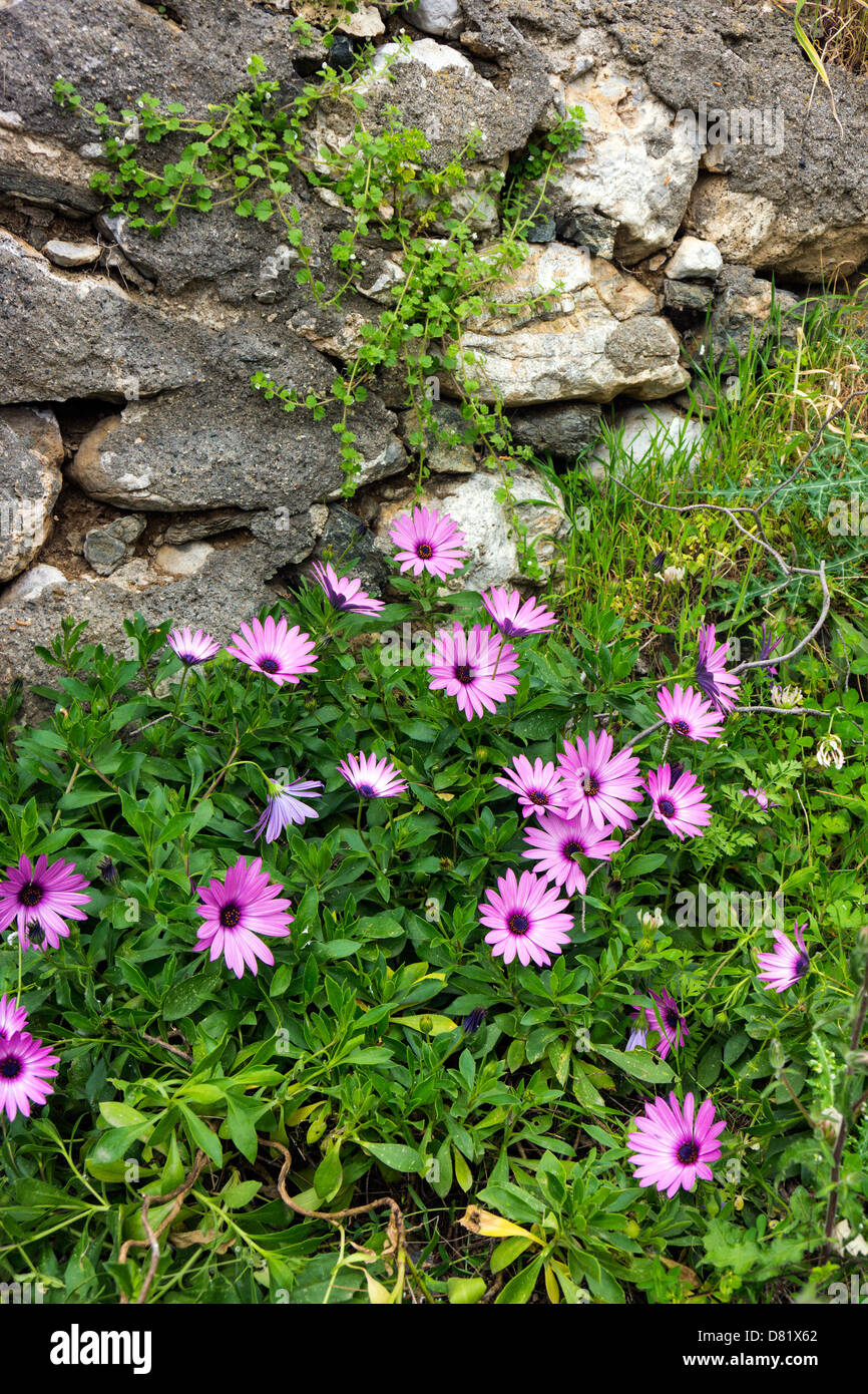 Purple flowers, close-up, spring, growth, colour color Stock Photo - Alamy