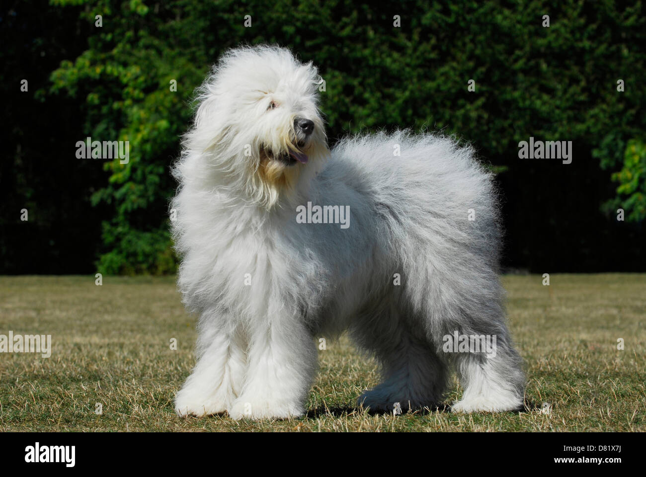 Old english sheepdog bobtail side hi-res stock photography and images ...