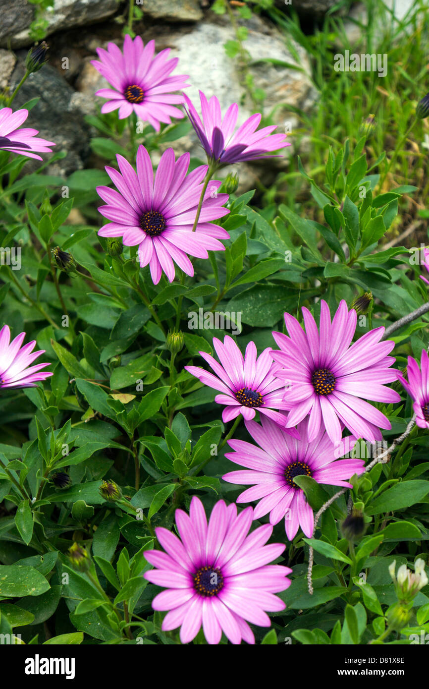 Growth color hi-res stock photography and images - Alamy