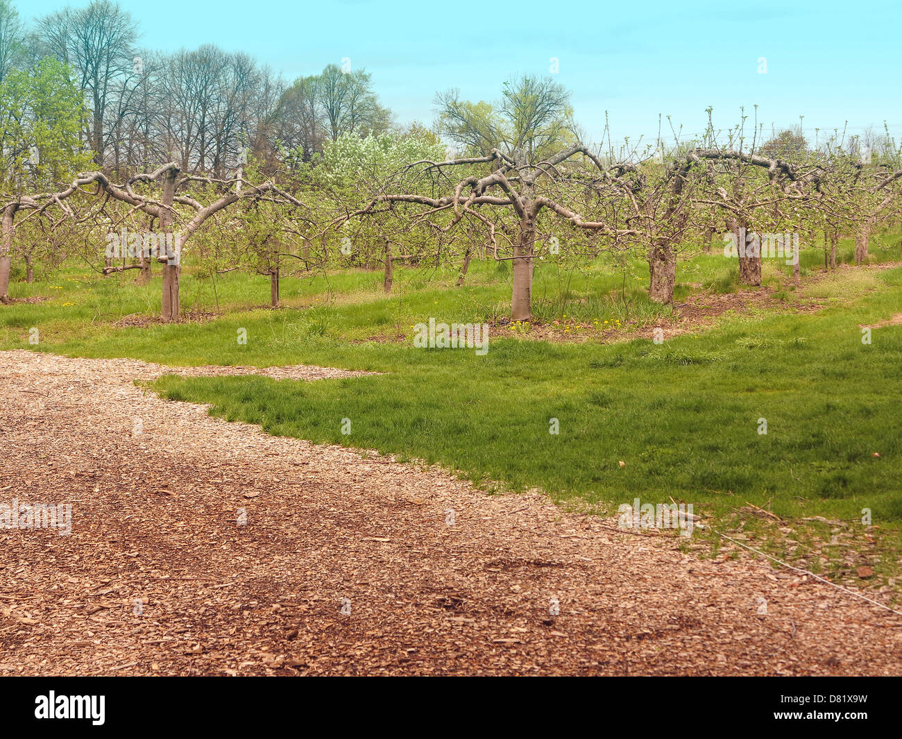 Fruit Orchard in bloom in Spring 2013 in Ontario;Canada Stock Photo - Alamy