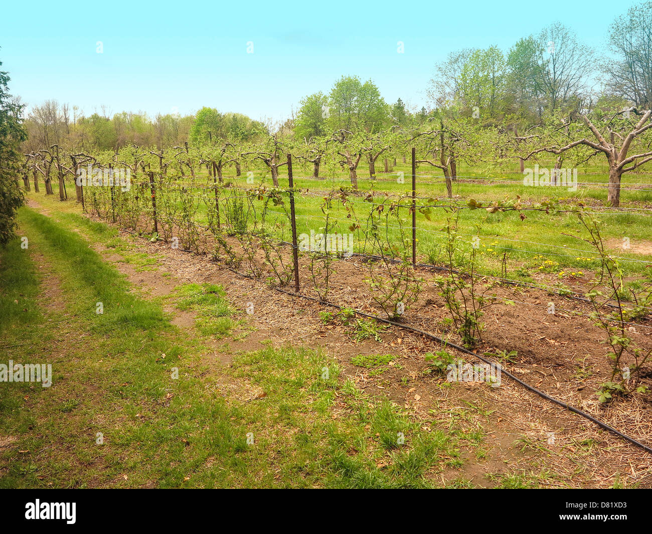 Fruit orchard in bloom hi-res stock photography and images - Alamy