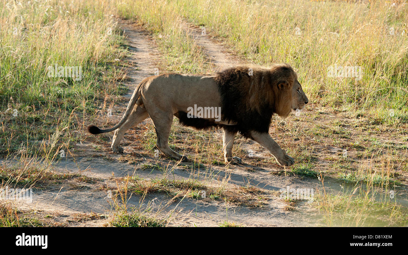 Male lion striding in the bush. Antelope Park Zimbabwe Stock Photo - Alamy