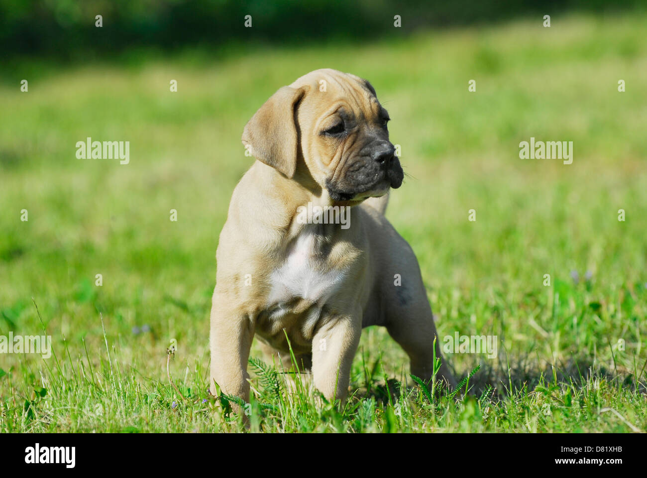 Alanos hi-res stock photography and images - Alamy