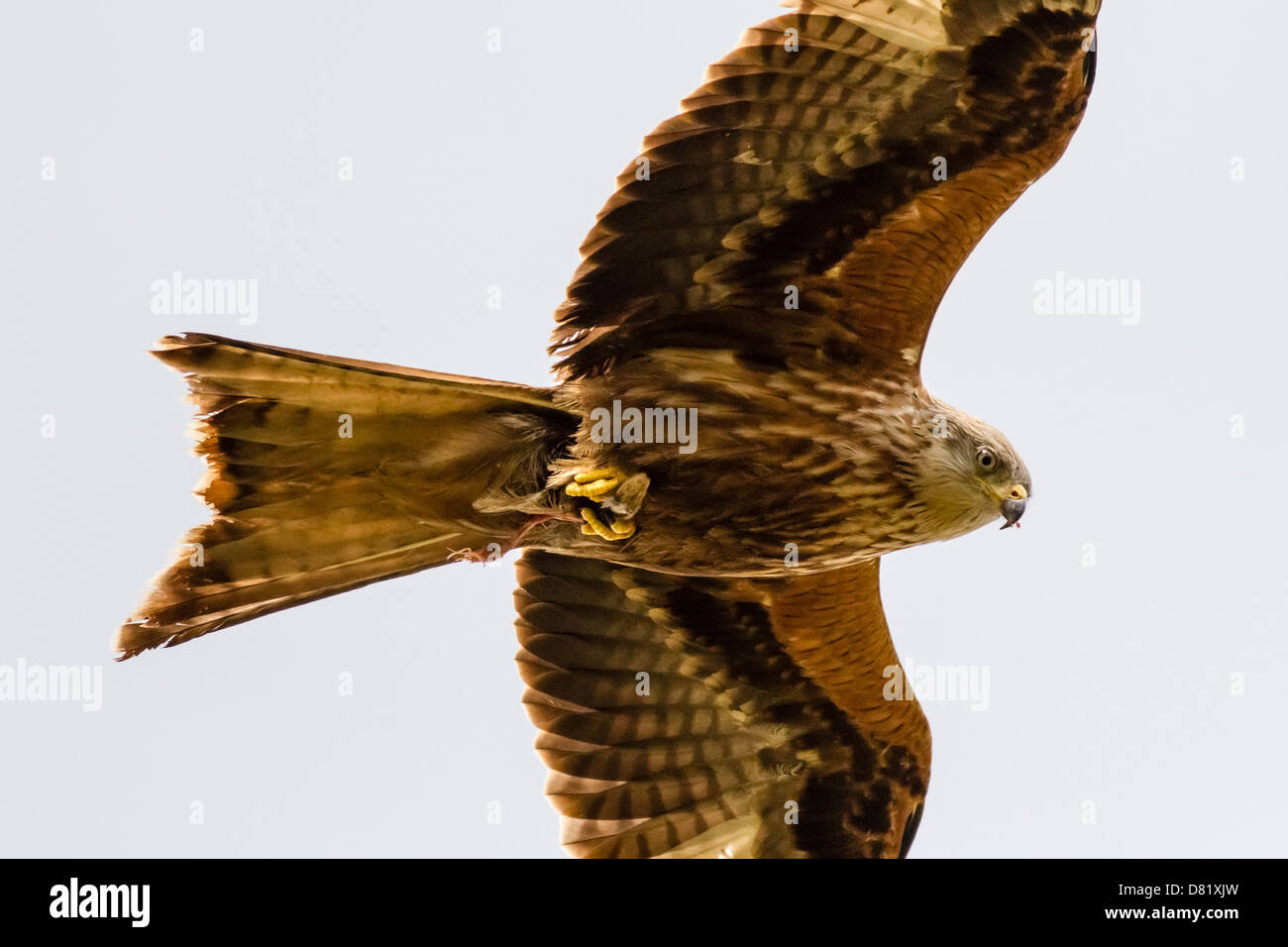 Red kite eating on the wing in Yorkshire, UK Stock Photo - Alamy