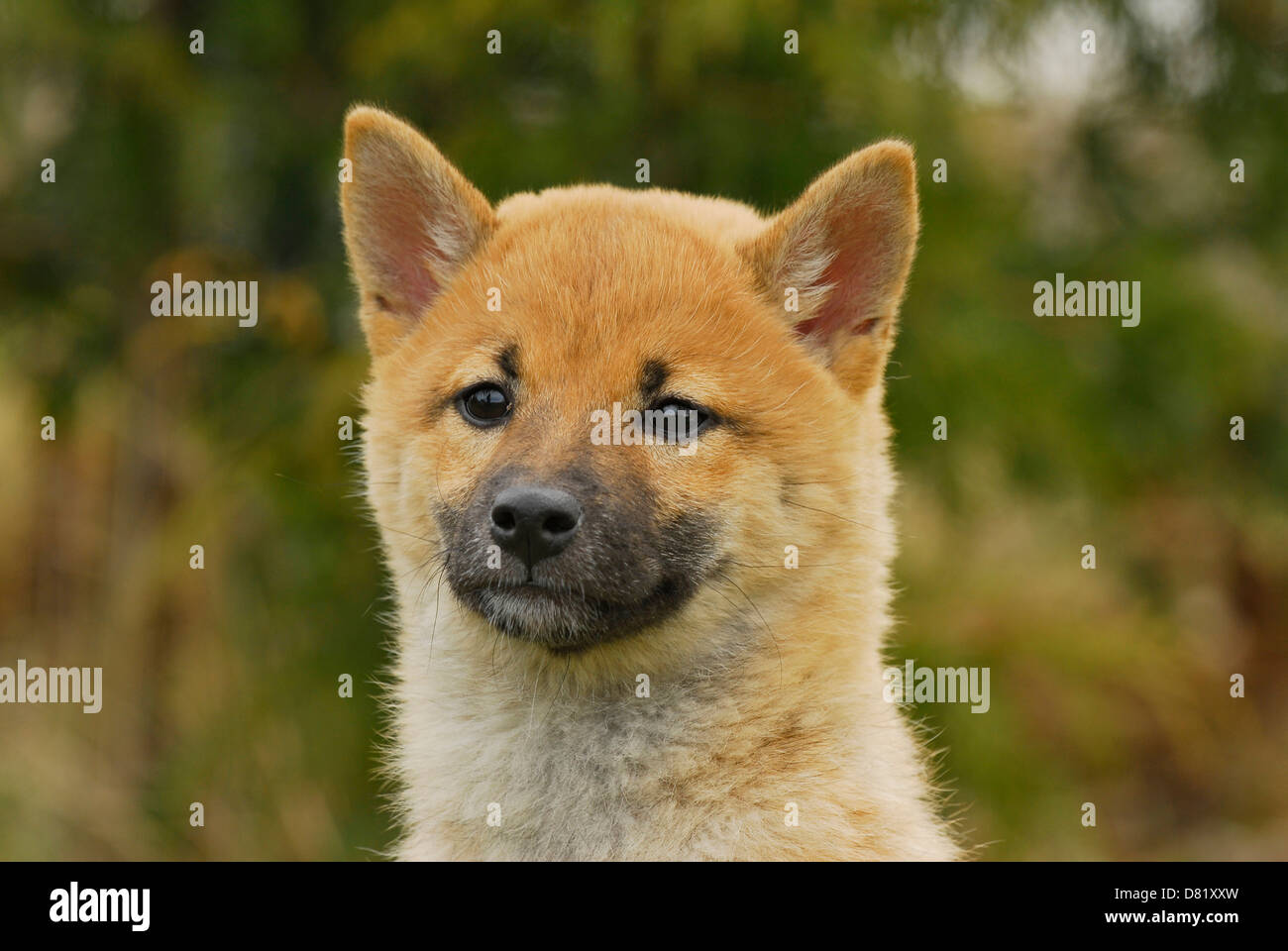 young Shiba Inu Stock Photo - Alamy