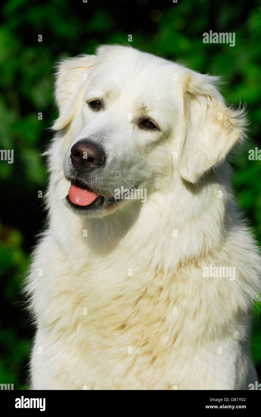 Are Slovensky Cuvacs Friendly Or Dangerous To Strangers