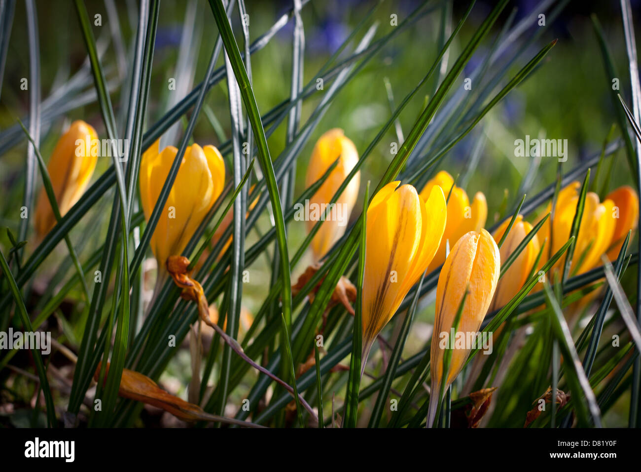 Yellow Crocuses Shooting Up In Spring Stock Photo - Alamy