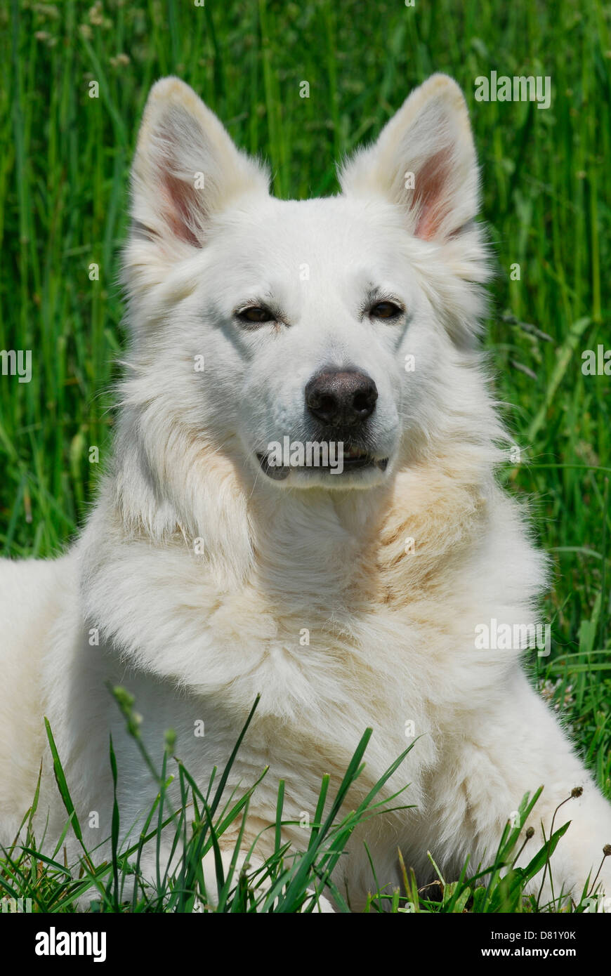 White shepherd hi-res stock photography and images - Alamy