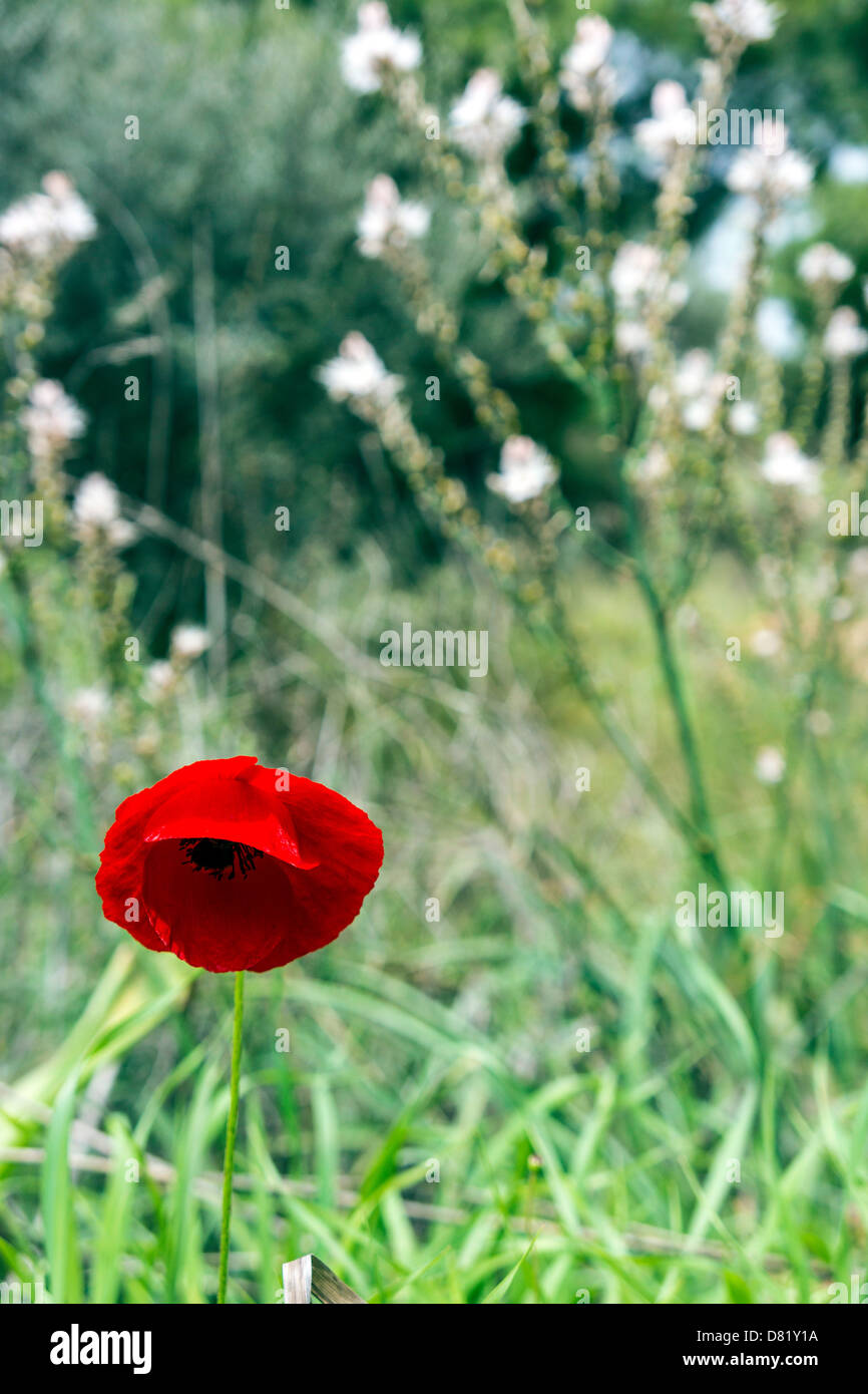 Red popy hi-res stock photography and images - Alamy