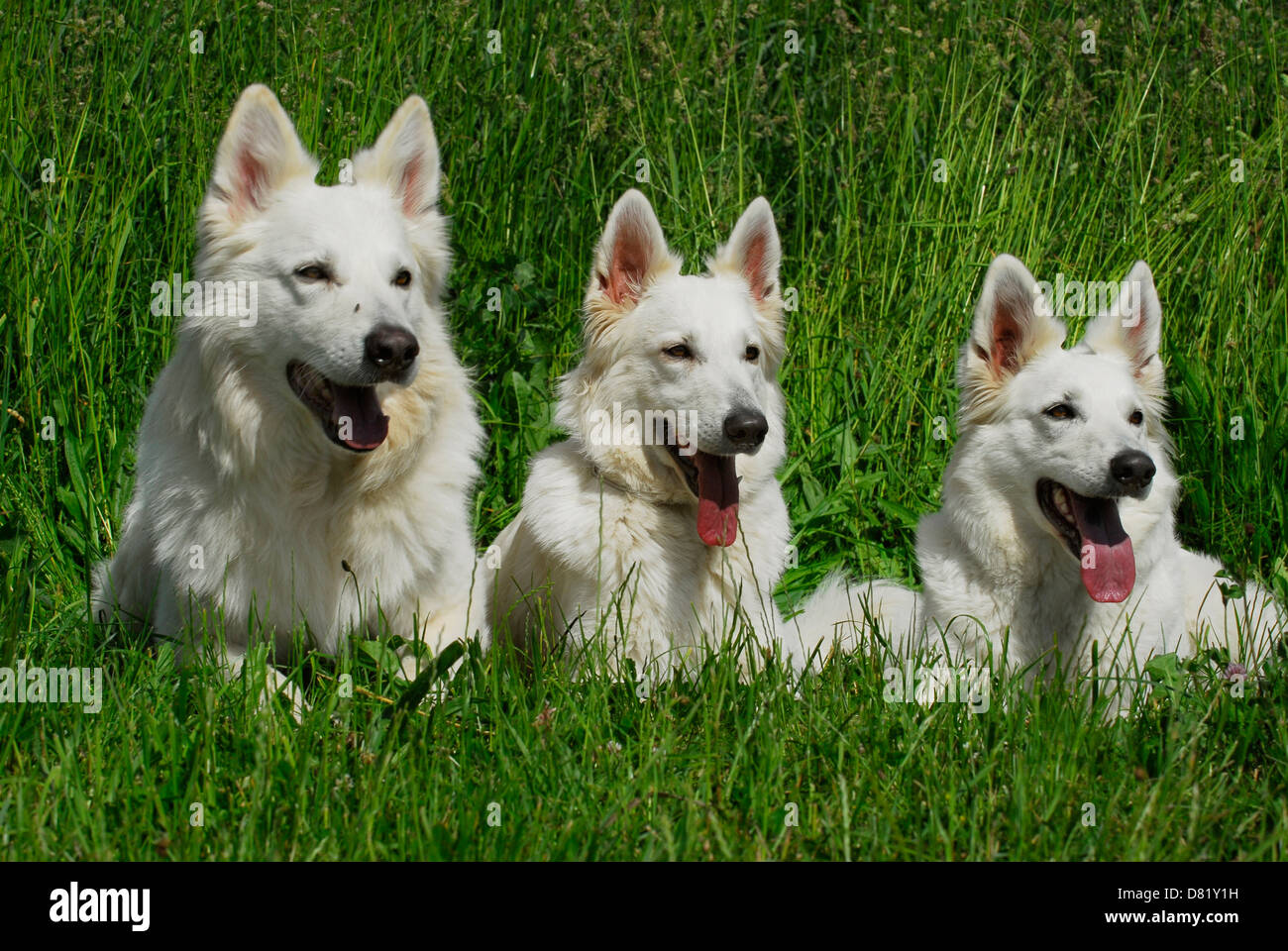3 white dogs hi-res stock photography and images - Alamy