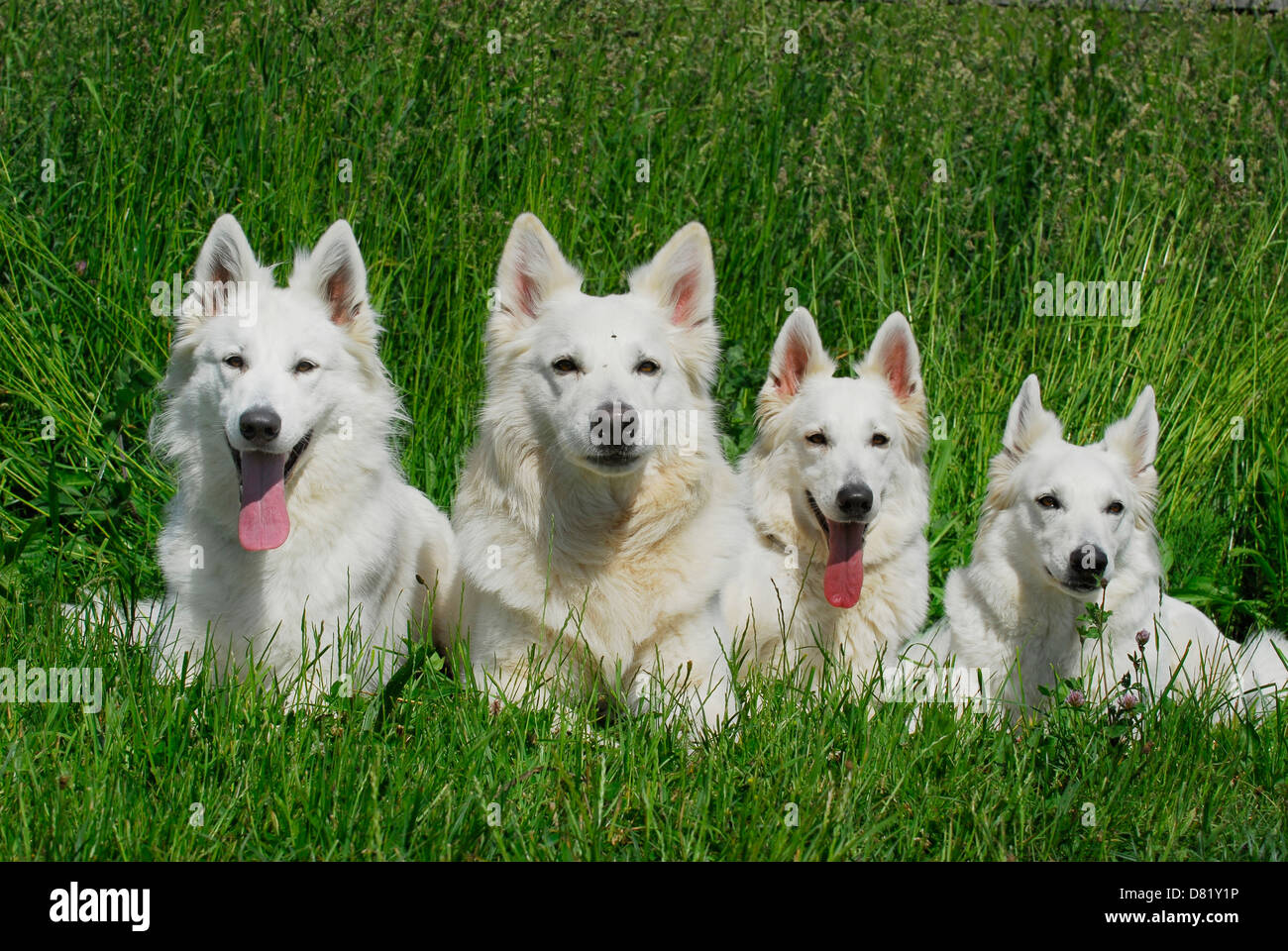 4 white dogs hi-res stock photography and images - Alamy