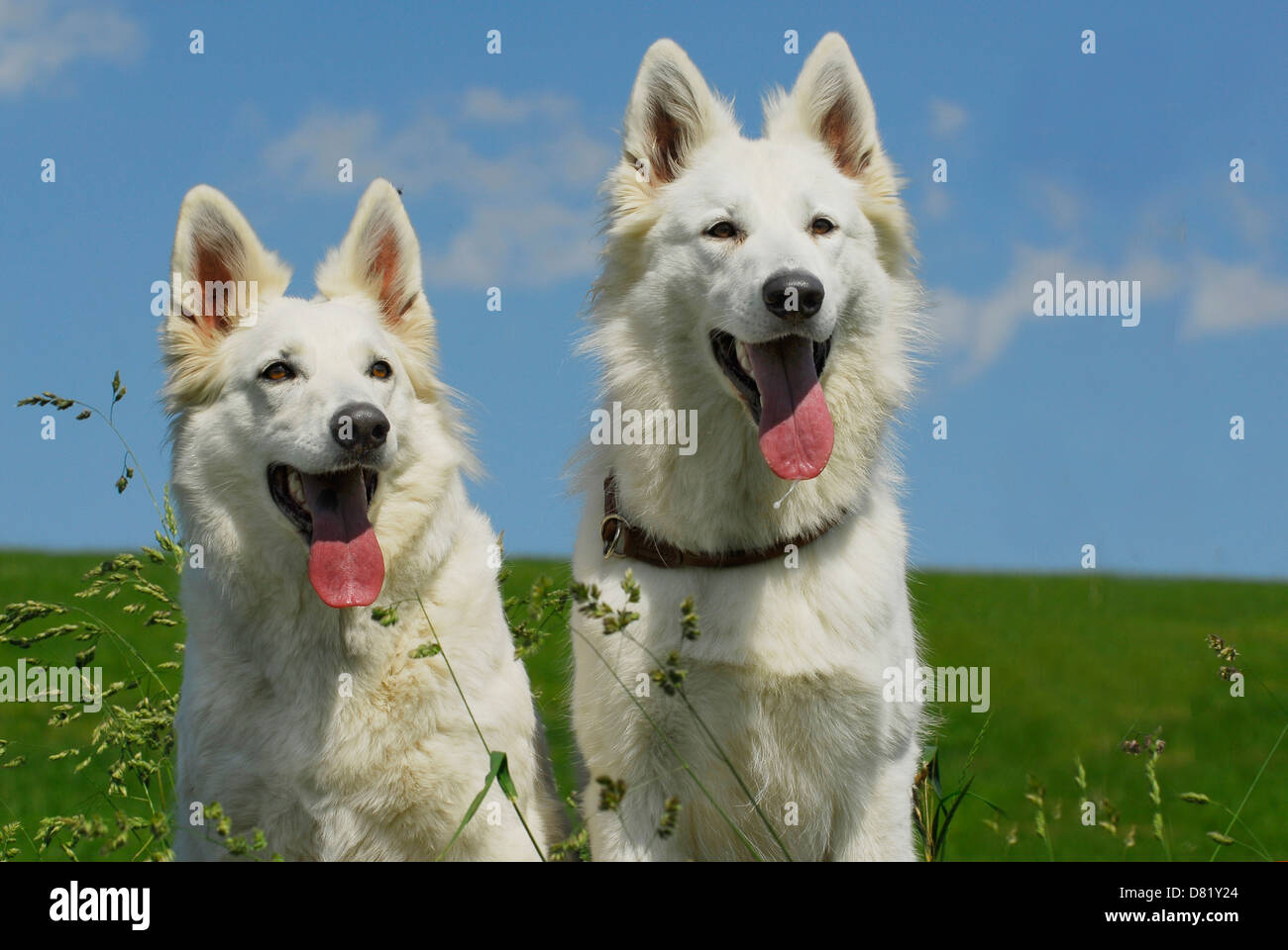 White shepherd hi-res stock photography and images - Alamy