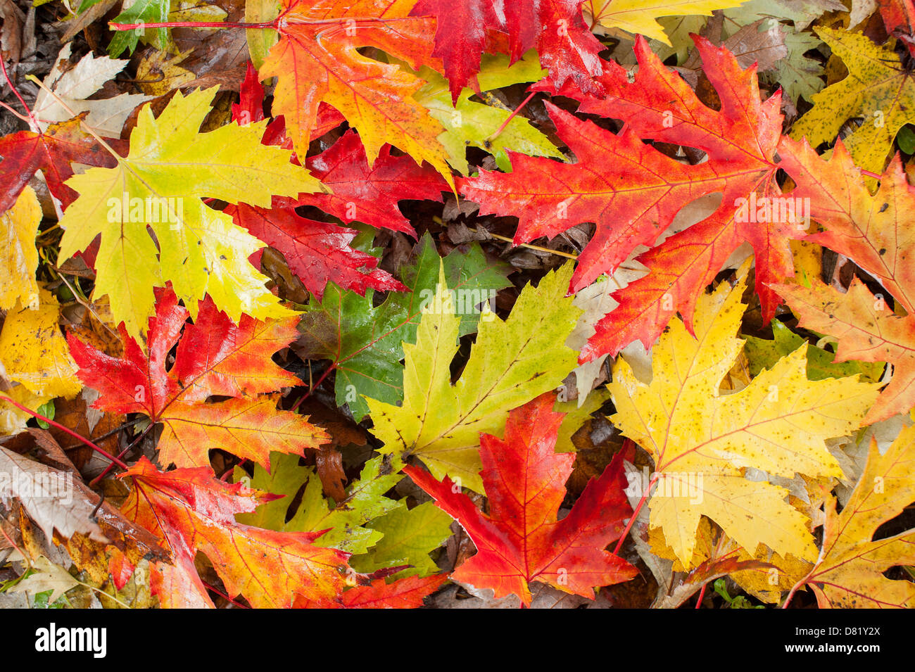 Shapes in warm shades of yellow hi-res stock photography and images - Alamy
