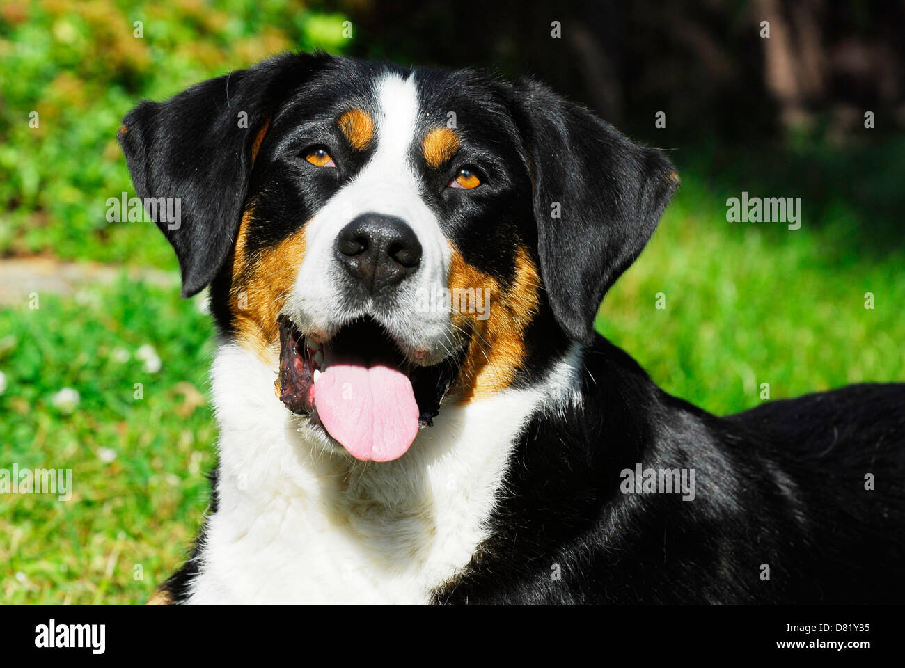 Appenzell Mountain Dog Stock Photo - Alamy