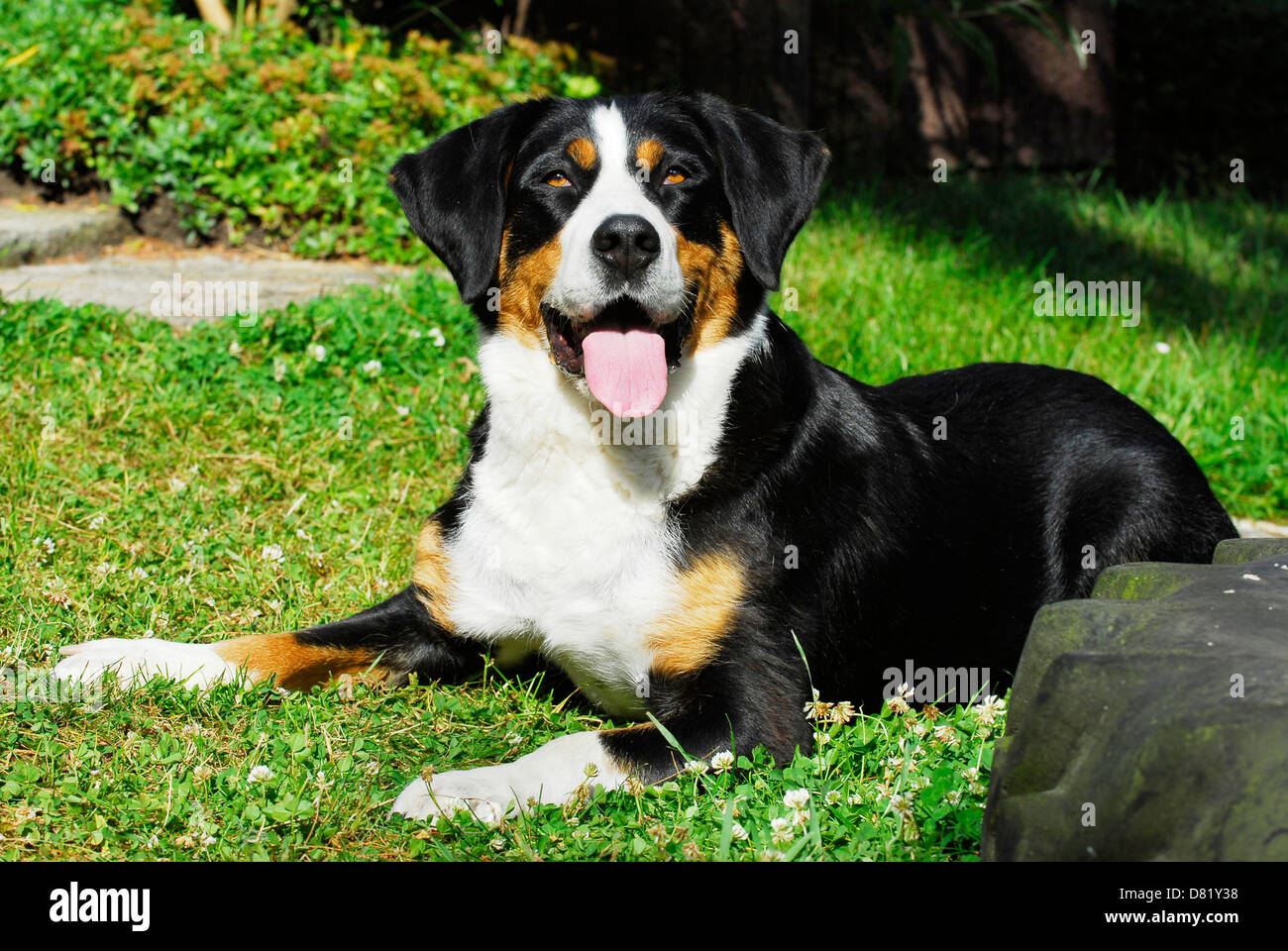 Appenzell Mountain Dog Stock Photo - Alamy