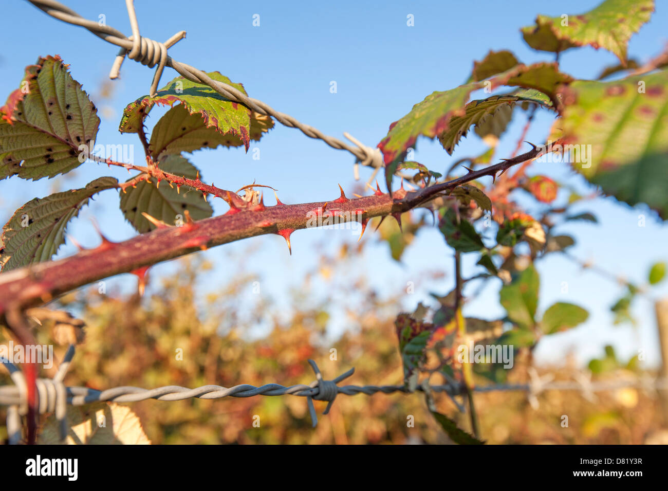 Thorny wire hi-res stock photography and images - Alamy