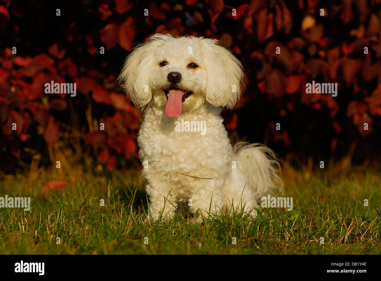 sitting Bolonka Zwetna Stock Photo - Alamy