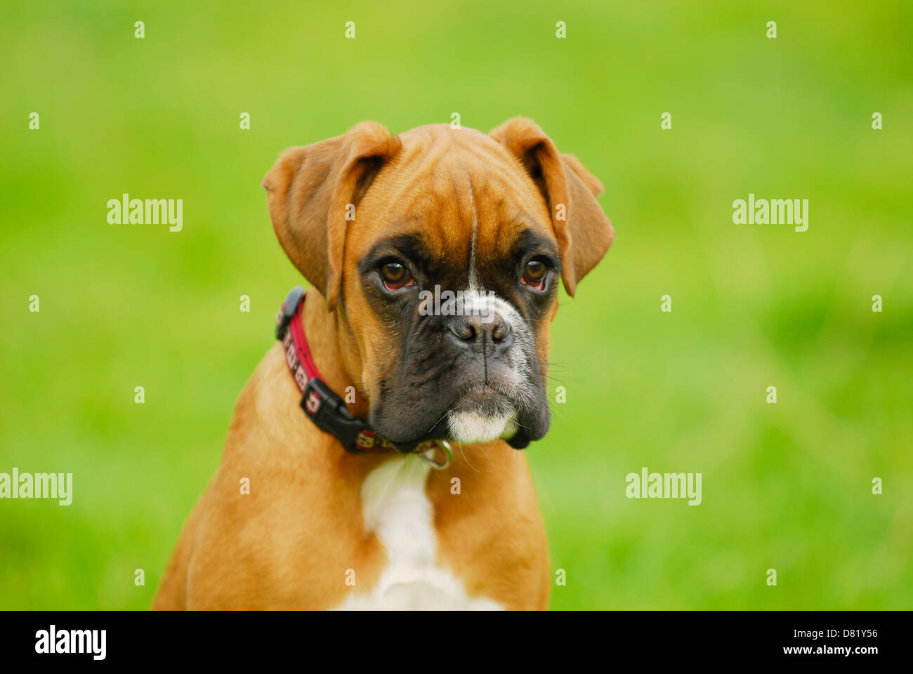 German boxers hi-res stock photography and images - Alamy