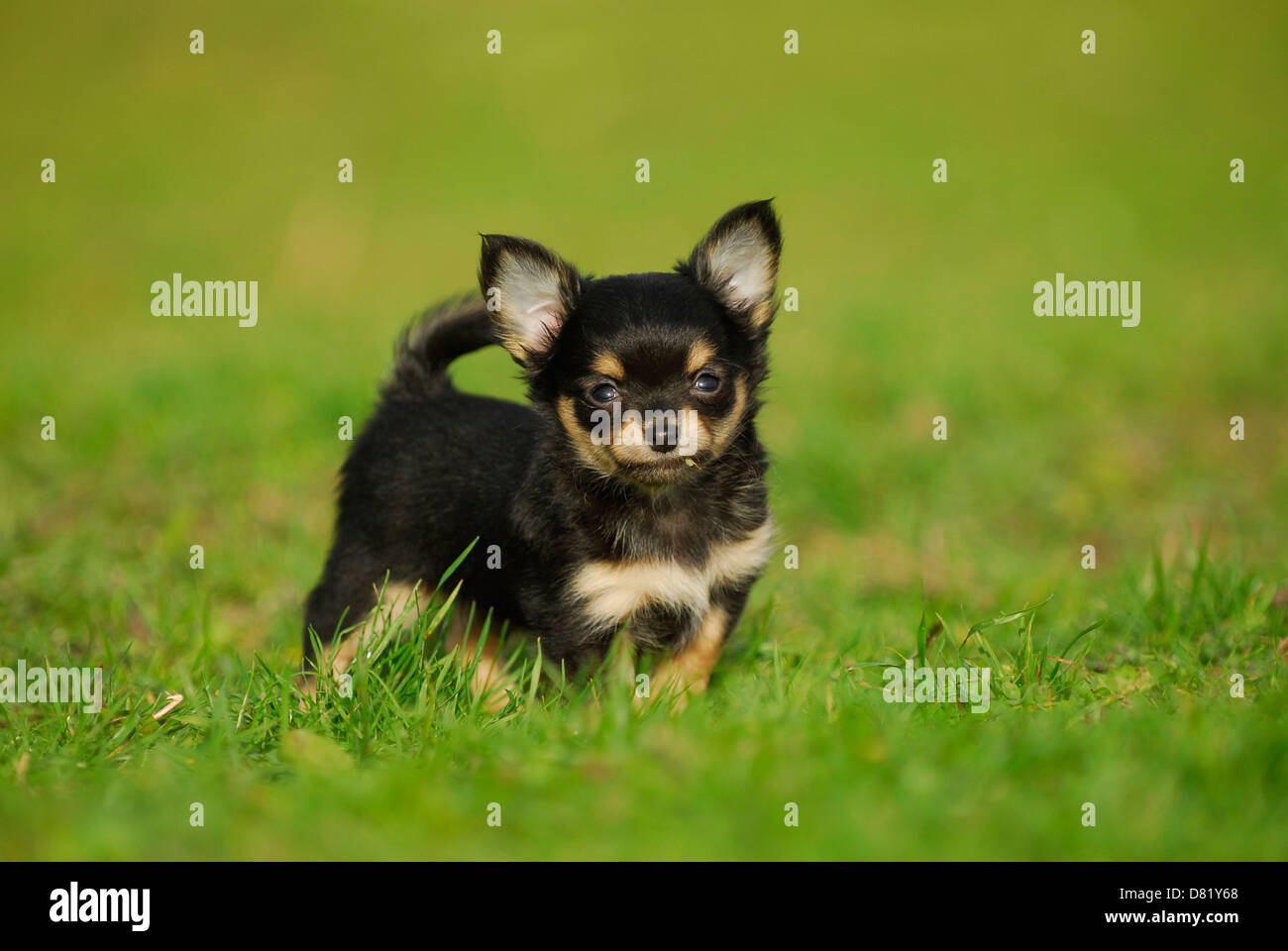 Side view chihuahua puppy standing hi-res stock photography and images ...