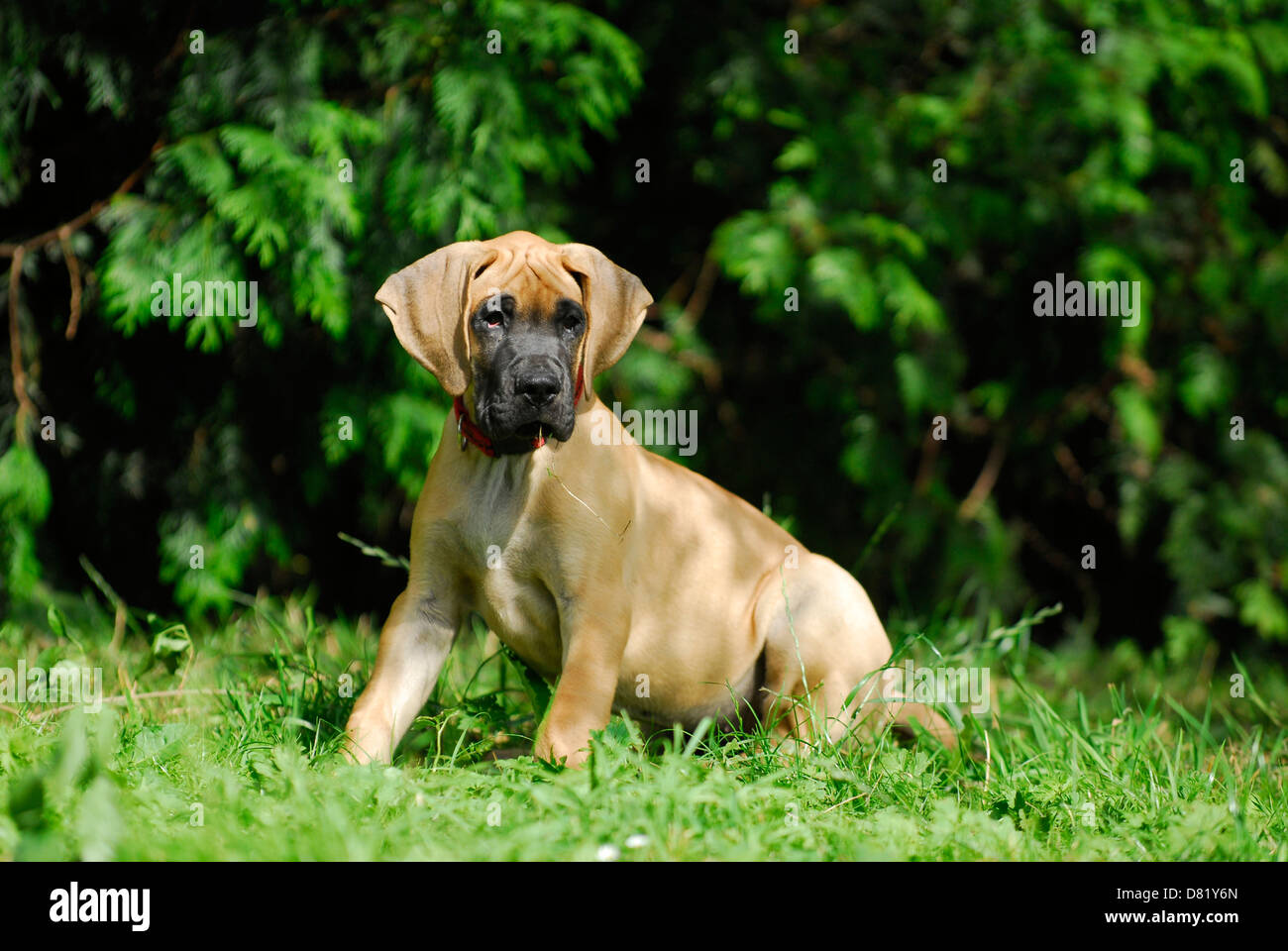Great Dane Puppy Stock Photo - Alamy