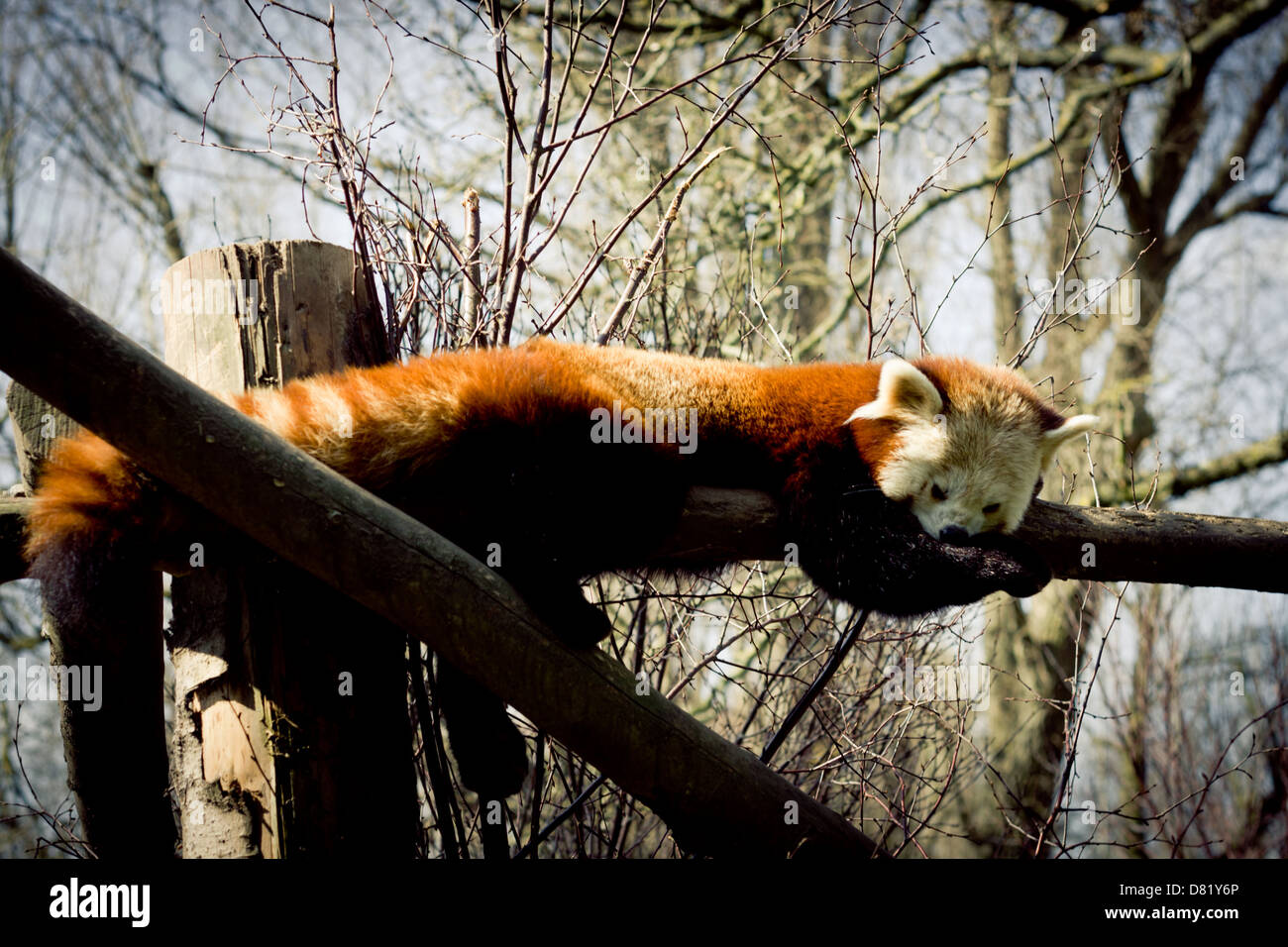 Red Panda Resting Stock Photo - Alamy