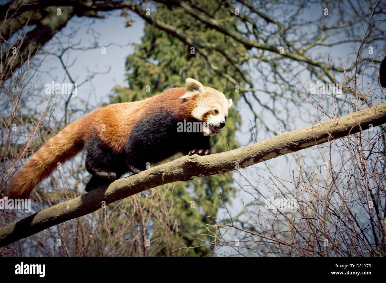 Wild animals zoo hi-res stock photography and images - Alamy