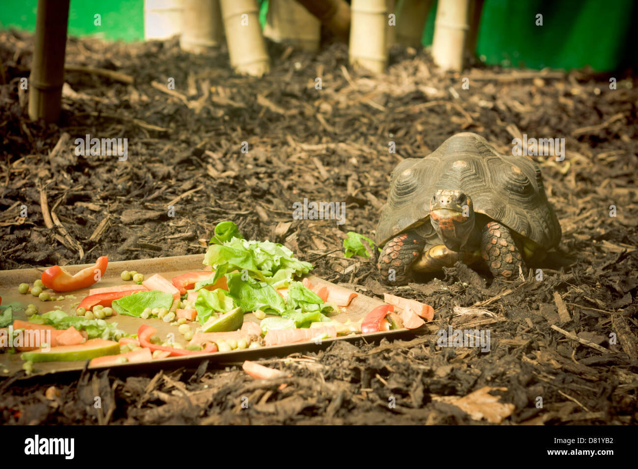 Hungry tortoise hi-res stock photography and images - Alamy