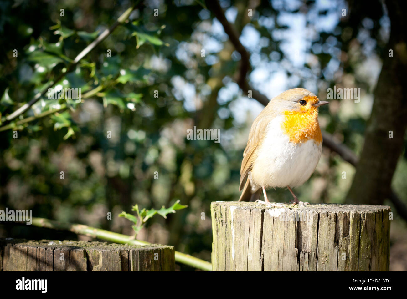 Sideways bird hi-res stock photography and images - Alamy