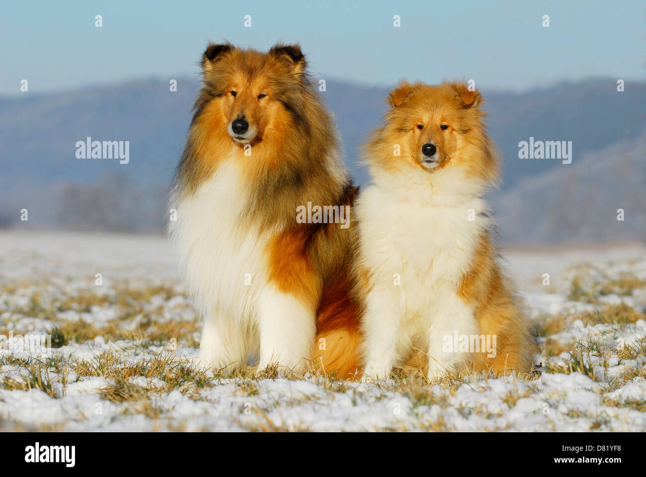 Collies in snow Stock Photo - Alamy