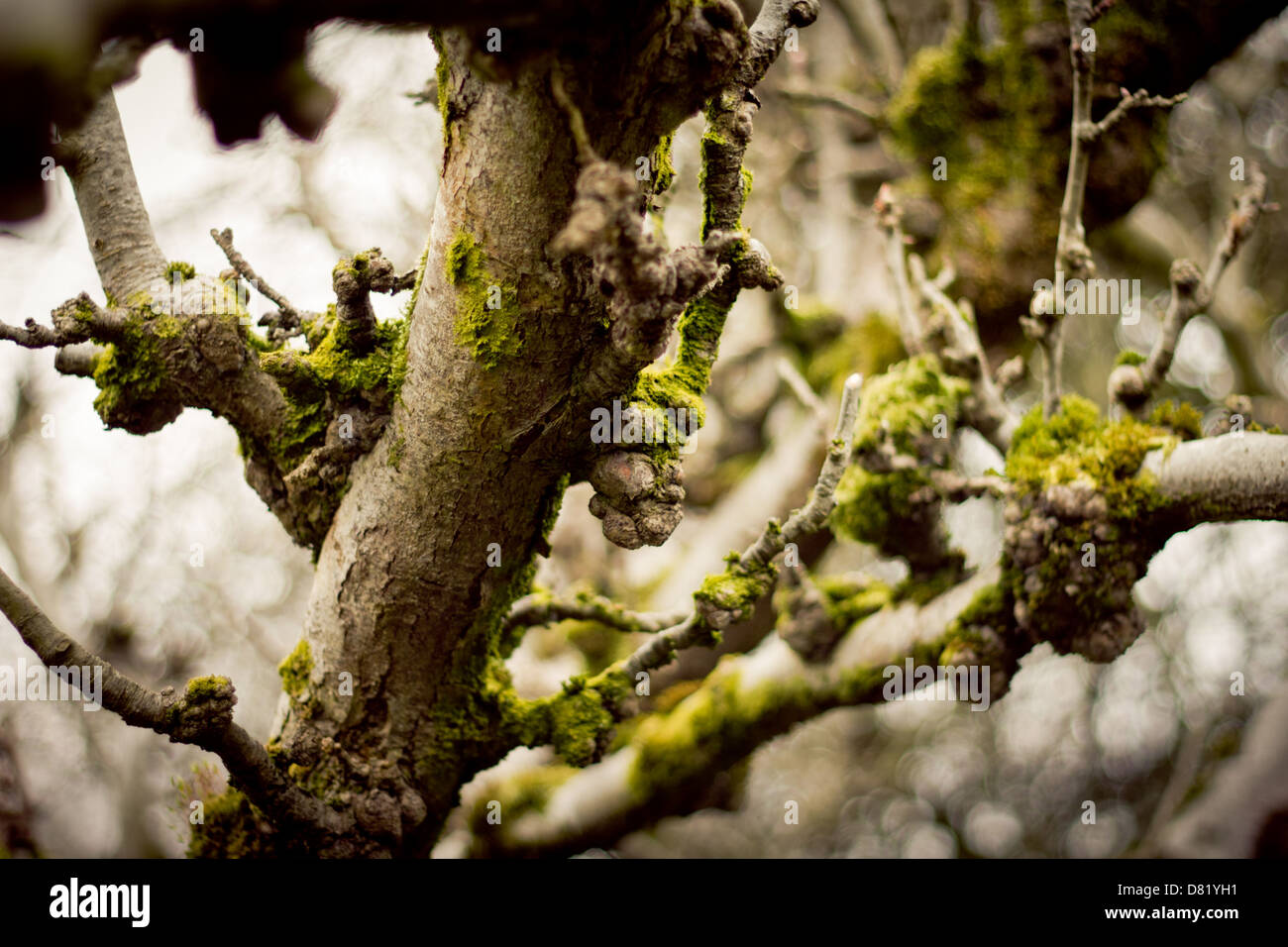 Irish Garden in Spring Stock Photo - Alamy