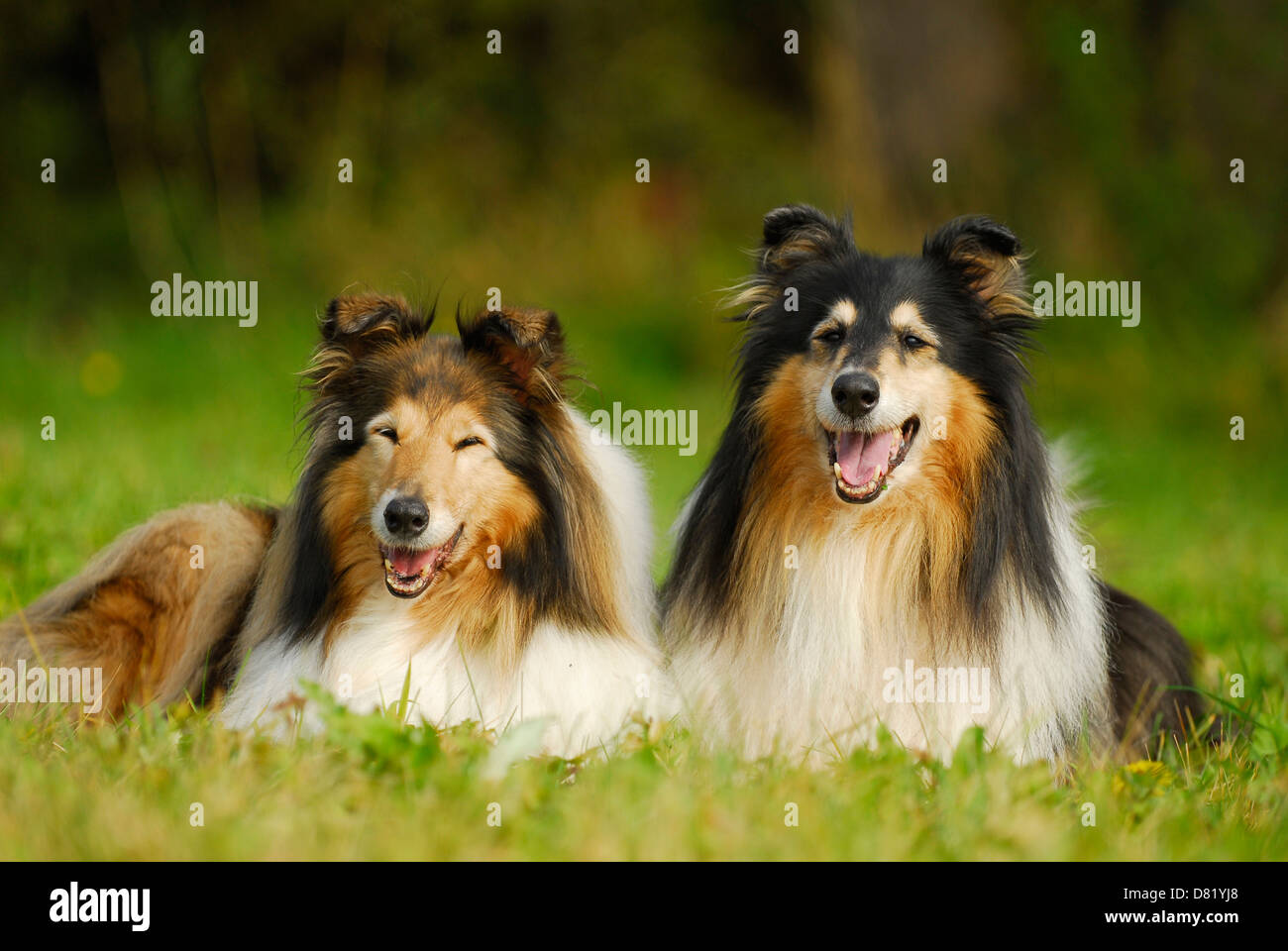 Collies lying at meadow Stock Photo - Alamy