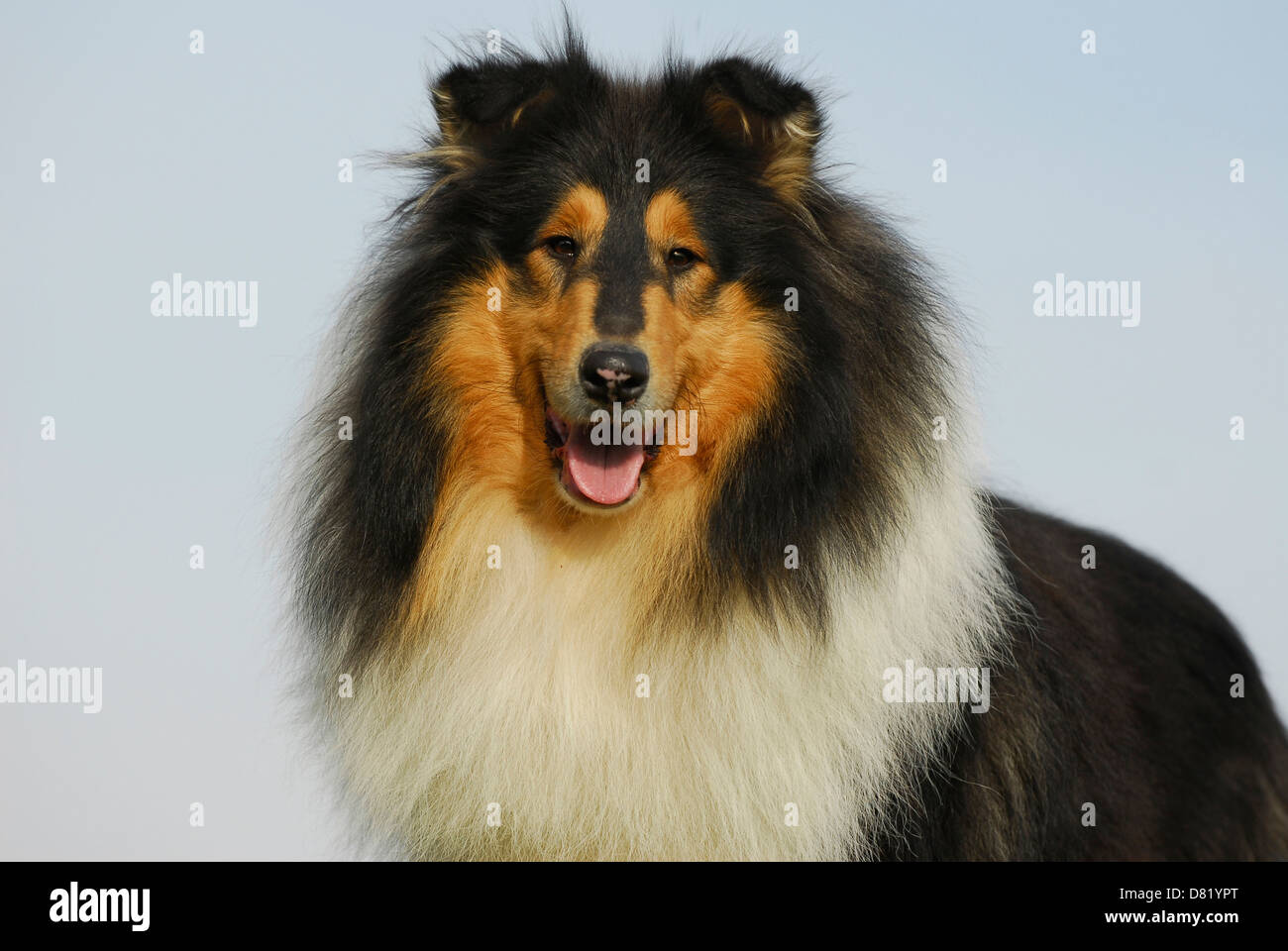 Rough and smooth collie hi-res stock photography and images - Alamy