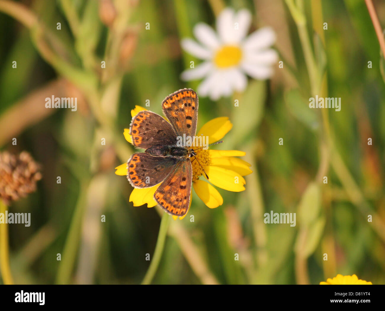 Macro shot copper butterfly hi-res stock photography and images - Alamy