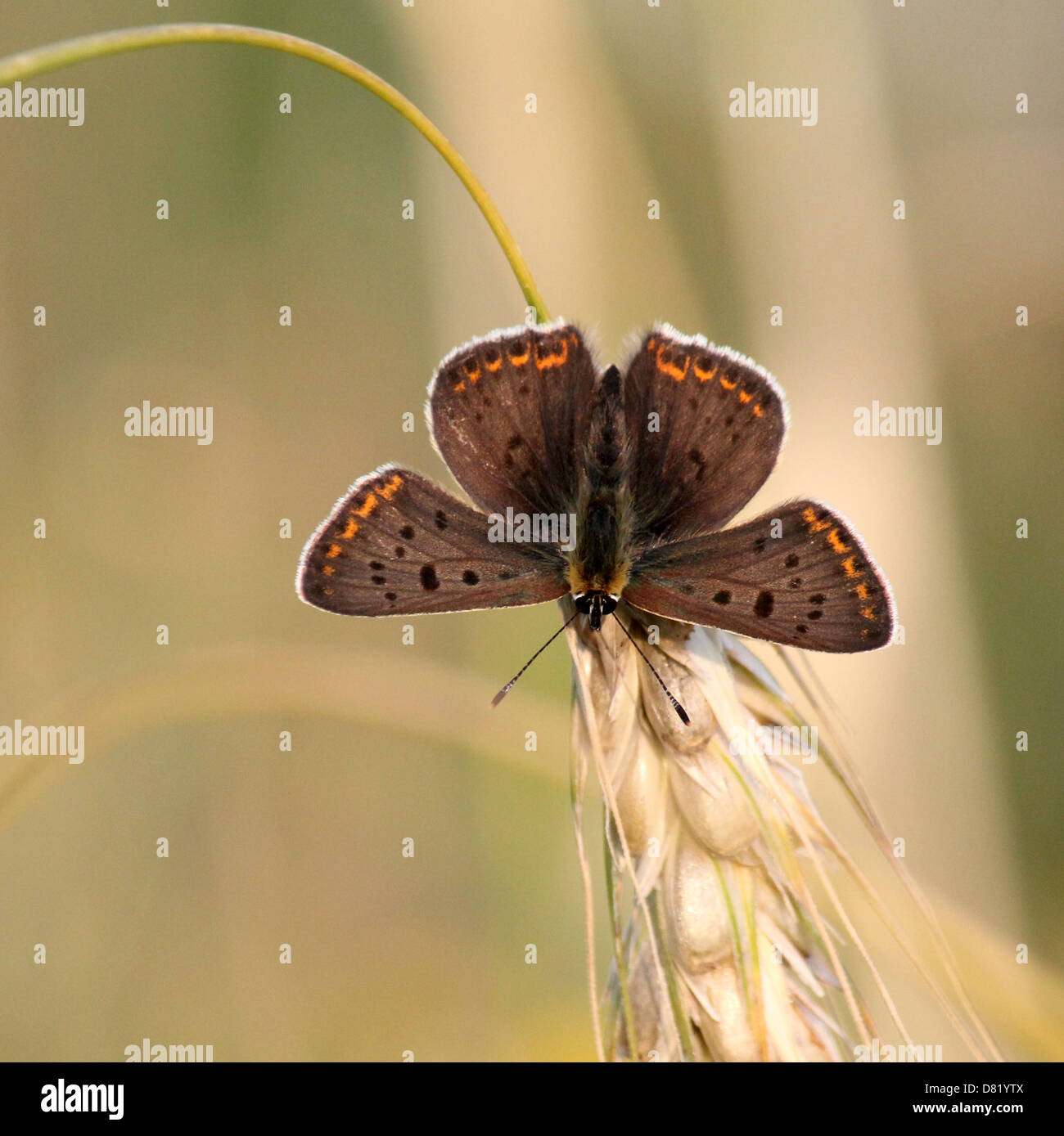 Detailed macro image of a rare Male sooty copper butterfly (Lycaena ...