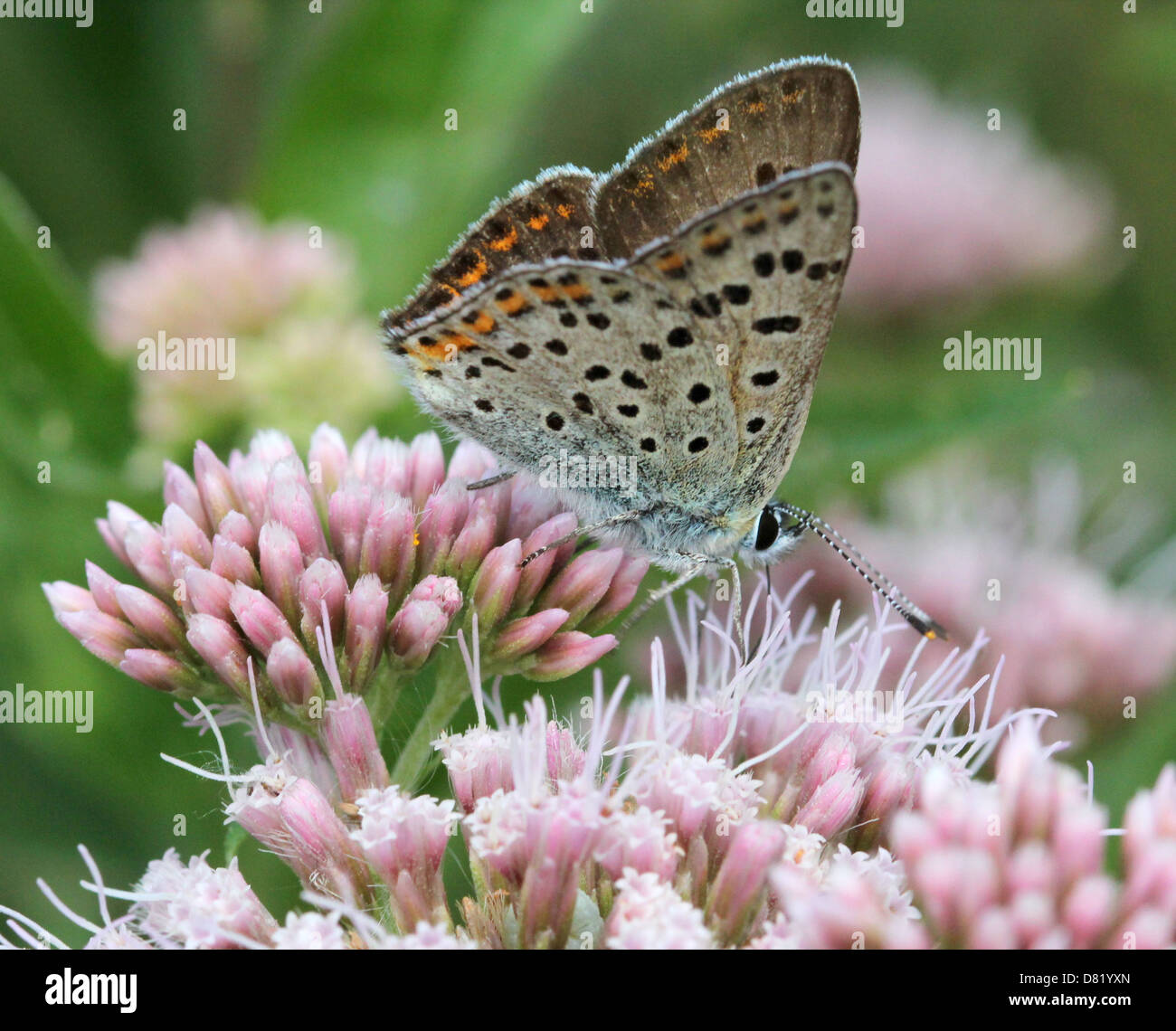 Detailed macro image of a rare Male sooty copper butterfly (Lycaena ...