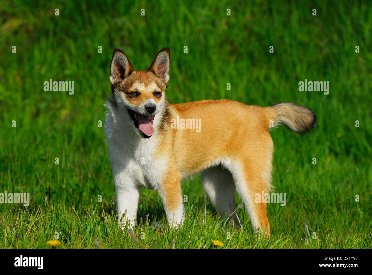 Norwegian lundehund hi-res stock photography and images - Alamy