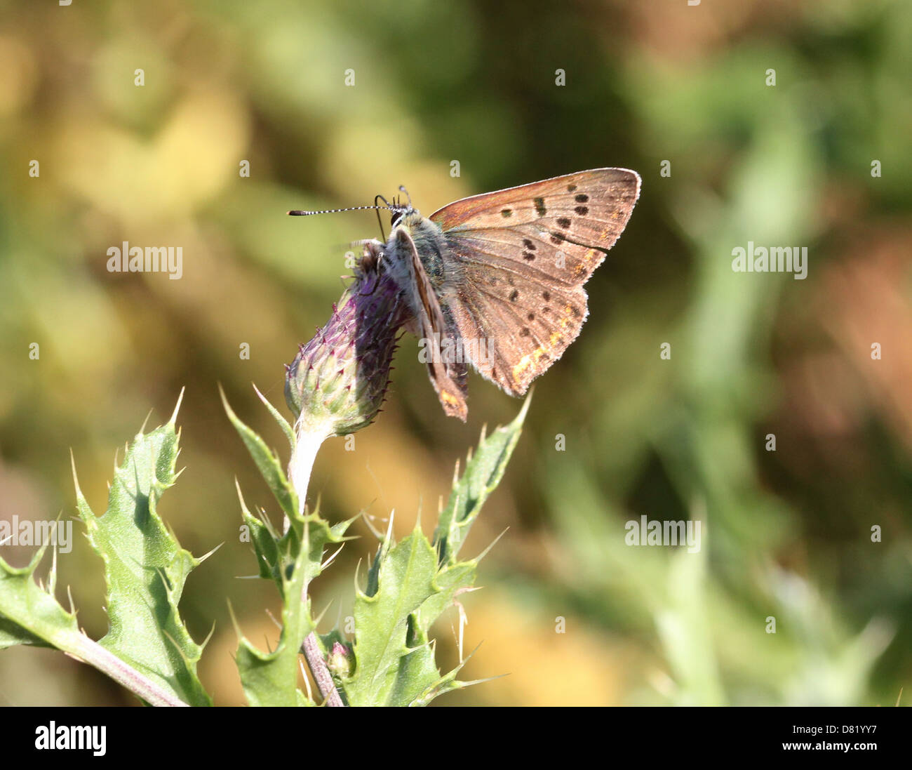 Detailed macro image of a rare Male sooty copper butterfly (Lycaena ...